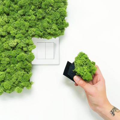 China Gestabiliseerd geconserveerd lichen rendiermoos paneel voor kantoordecoratie Op maat gemaakt 100*100cm Te koop