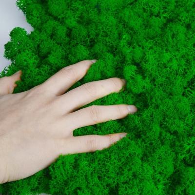 China Terug naar school Gelegenheid Gepersonaliseerd logo Geaccepteerd Natuurlijk bewaard mosblad voor cadeautjes Te koop