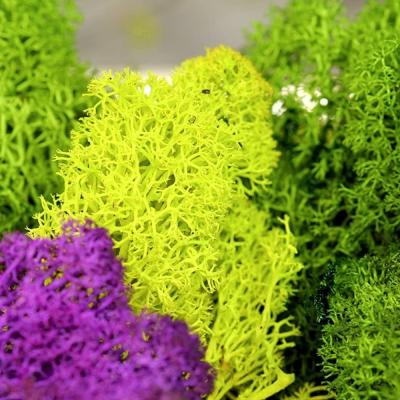 Cina Giorno degli Imbecilli Verde chiaro Muschio conservato Muschio di licheni Muschio di renne Muschio per la decorazione della casa in vendita