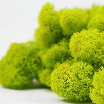 Cina Giorno degli Imbecilli Verde chiaro Muschio conservato Muschio di licheni Muschio di renne Muschio per la decorazione della casa in vendita
