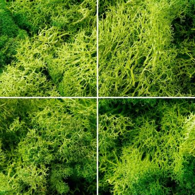 Cina Giorno degli Imbecilli Verde chiaro Muschio conservato Muschio di licheni Muschio di renne Muschio per la decorazione della casa in vendita