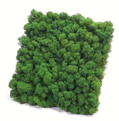 Cina Colorato pannello di muschio stabilizzato scelta ecologica per l'occasione del Ringraziamento in vendita