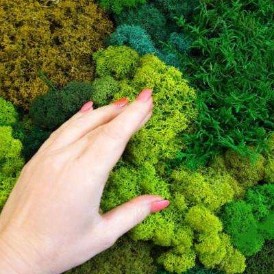 Cina Piastra da parete di muschio 100% reale, perfetta per la decorazione di aprile e per interni. in vendita