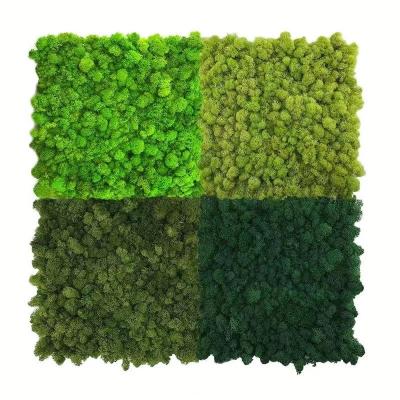 Cina Fogli di muschio di renna per ufficio interno 50*50cm Occasione Altro in vendita