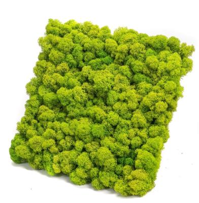 Cina Fogli di muschio di renna per ufficio interno 50*50cm Occasione Altro in vendita