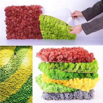 Cina Fogli di muschio di renna per ufficio interno 50*50cm Occasione Altro in vendita