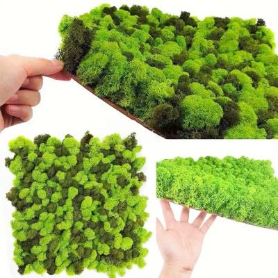Cina Fogli di muschio di renna per ufficio interno 50*50cm Occasione Altro in vendita