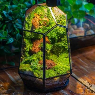 Cina Ritorno alla scuola Desktop creativo Muschio Micro Paesaggio Bonsai finito per ogni occasione in vendita