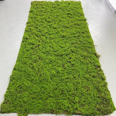 Cina Campione 5 anni di vita pannello di decorazione con muschio artificiale per l'arredamento del giardino in vendita
