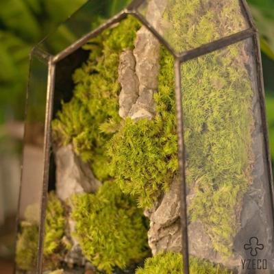 Cina Logo personalizzato accettato Hot Green Stabilized Moss Art per decorazioni durature in vendita
