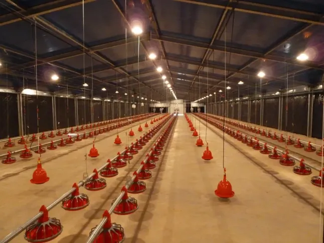 Type H Laying Hens Breeding Chicken Automatic Equipment (KXD-LC301)