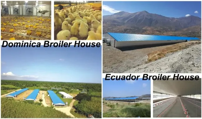 Type H Laying Hens Breeding Chicken Automatic Equipment (KXD-LC301)