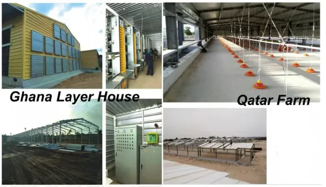 Type H Laying Hens Breeding Chicken Automatic Equipment (KXD-LC301)