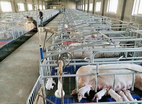 Quality Efficiency and Sustainability in Piggery Farming Prefabricated Modular Building for Modernized Farm for sale