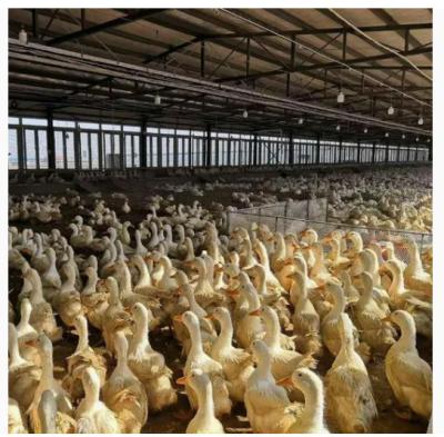 中国 経済的で実用的な鉄骨構造の畜舎、鶏舎、アヒルの小屋 販売のため