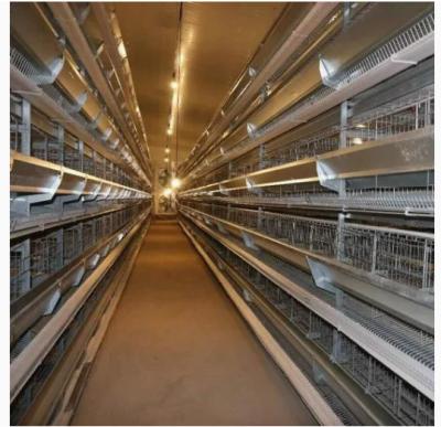 China Isolatie paneel Prefab staal structuur Metalen fokvee kippenhuis Te koop