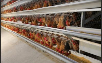 中国 安定した耐久性のあるプレハブ鋼構造養鶏場 販売のため