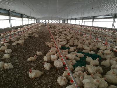 China High-strength steel prefabricated poultry house, fast construction & cost-effective for sale
