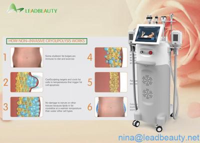 China Multi-functional /good feedback 5 handles cryolipoltsis machine with good feedback for sale