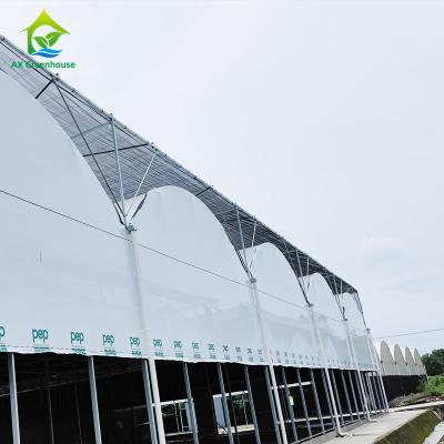 China Multi Sapn Balckout Light Deprivation Greenhouse For Mushroom Growing for sale