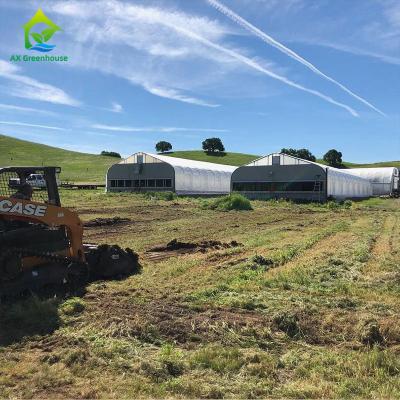 중국 성장하는 생약초를 위한 전자동 등화 관제등 부족 온실 판매용