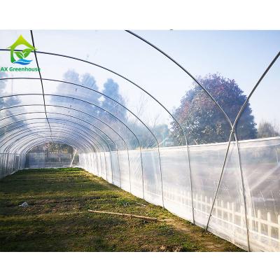China Customized Poly Tunnel Greenhouses for Tomatoes Growing 10*30 Square Meters for sale