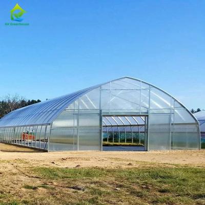China Pipe Framed Poly Tunnel Greenhouse Strong Wind Resistance for sale