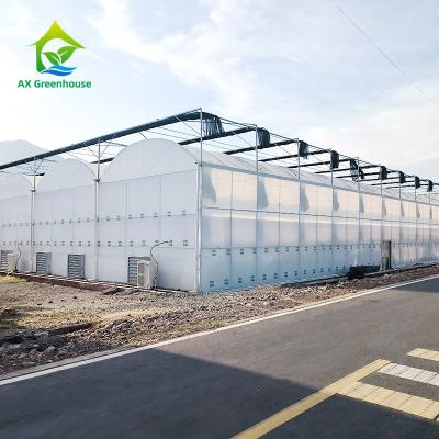 중국 토마토를 위한 다발식 농업용 플라스틱 필름 열대 온실 판매용