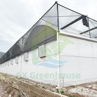 China Large Multi-span Plastic Film Poly Tunnel Greenhouse For Blueberry Planting for sale