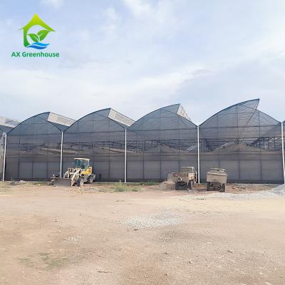 China Tropical Plastic Film UV Resistant Multi Span Tomato Greenhouse With Insect Net for sale