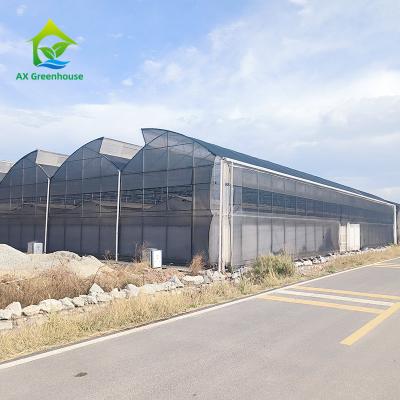 China Tropical Plastic Film UV Resistant Multi Span Tomato Greenhouse With Insect Net for sale