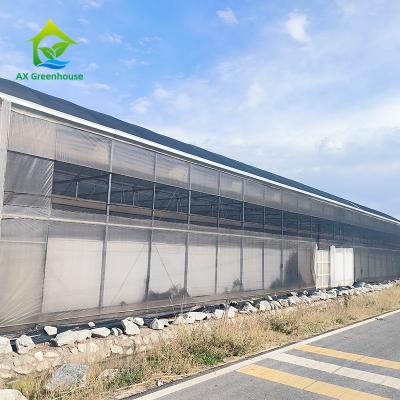 China Tropical Plastic Film UV Resistant Multi Span Tomato Greenhouse With Insect Net for sale