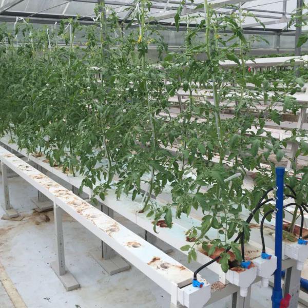 Greenhouse Farming Soilless Hydroponic NFT PVC Pipe Tube Growing System