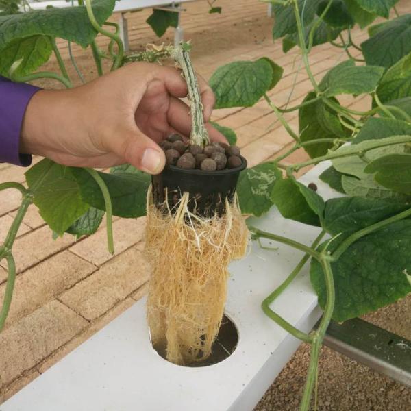 Greenhouse Farming Soilless Hydroponic NFT PVC Pipe Tube Growing System