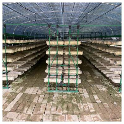 중국 자동 폴리카보네이트 금속 프레임 농업 온실 버크오웃 버섯 재배 판매용