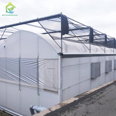 China Automated Blackout Multi-span Light Deprivation Mushroom Greenhouse for sale