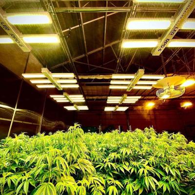 China Automated Blackout Multi-span Light Deprivation Mushroom Greenhouse for sale