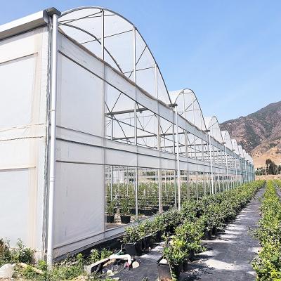China Poly Tunnel Greenhouse for Vegetables Stable Structure Easily Assembled for sale