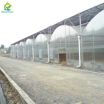 China Multi-span Agricultural Poly Tunnel Plastic Greenhouse with Steel Tructure and Irragation System for sale