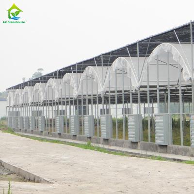 China Multi-span Agricultural Poly Tunnel Plastic Greenhouse with Steel Tructure and Irragation System for sale