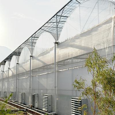 China Commercial Plastic Poly Tunnel Multi-span Galvanized Frame Berry Greenhouse for sale