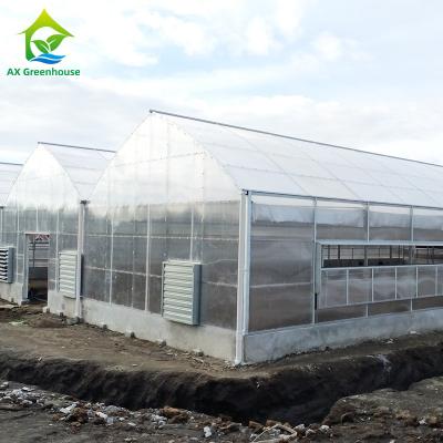 China Plantenteelt Groentehuis met een enkele span polycarbonaat PC-plaat met een stabiele structuur en eenvoudige montage for sale