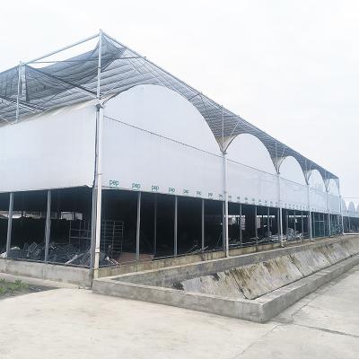 China Warm gegalvaniseerd staalpijp kinderkamer Multi-span Panda Film Blackout System Champignon Tropische kas for sale