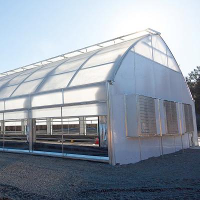 중국 농업 단일 스판 자동화 완전히 블랙오웃 버섯 재배 온실 판매용