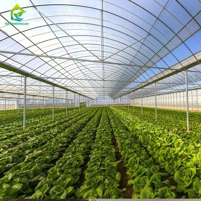 중국 잎 채소, 토마토, 호두, 고추, 달걀, 딸기, 수박을 재배하기 위한 대형 다발영 온실 판매용