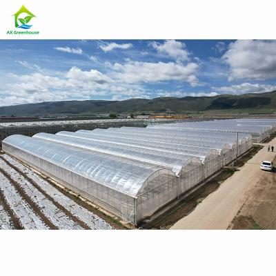 China Large-scale agricultural multi-span greenhouses | Professional greenhouse factory for bulk customization for sale