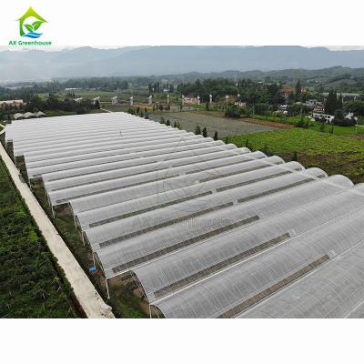 China Large-scale agricultural multi-span greenhouses | Professional greenhouse factory for bulk customization for sale