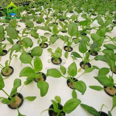 China Greenhouse floating board DWC soilless cultivation system for lettuce and vegetable cultivation for sale
