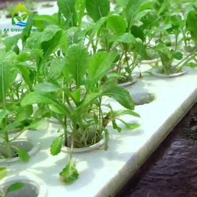 China Greenhouse floating board DWC soilless cultivation system for lettuce and vegetable cultivation for sale