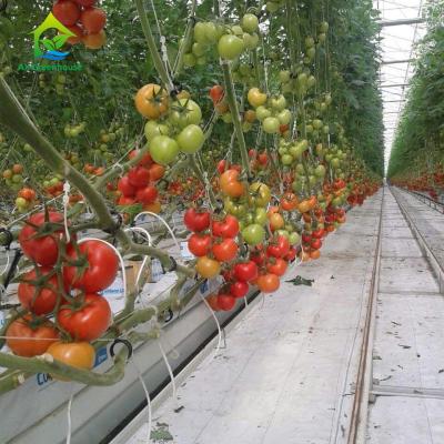 China Strawberry NFT Hydroponics System Soilless Growing PVC Pipe / Channel For Lettuce for sale